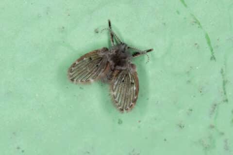 How To Get Rid Of Sewer Flies For Good - Maryland Sewer and Plumbing ...