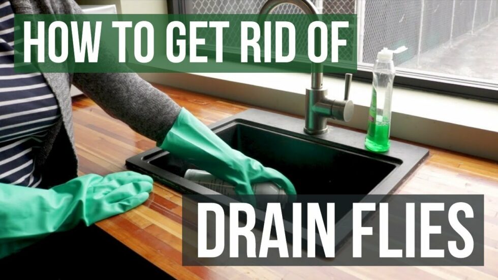 How to Get Rid of Drain Flies for Good - Maryland Sewer and Plumbing ...