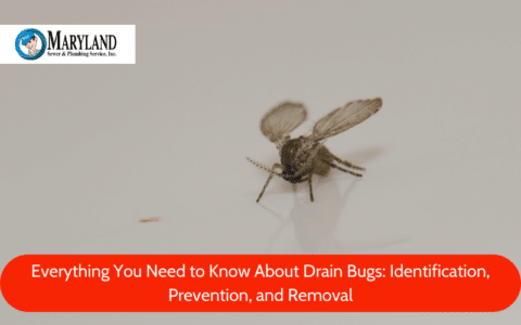 Everything You Need to Know About Drain Bugs: Identification ...