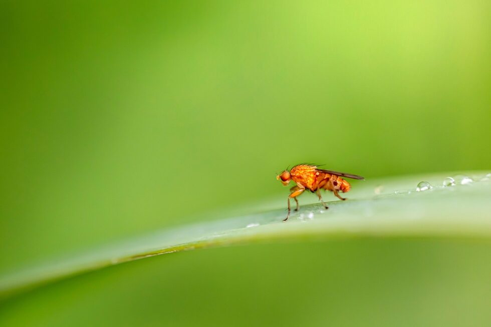 How to Kill Fruit Flies: Top Tips for Quick and Effective Solutions